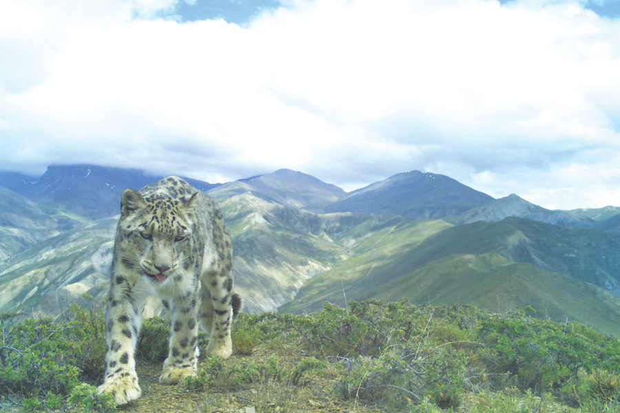 Snow Leopard Sanctuary: Shey-Phoksundo National Park Reveals Surprising ...